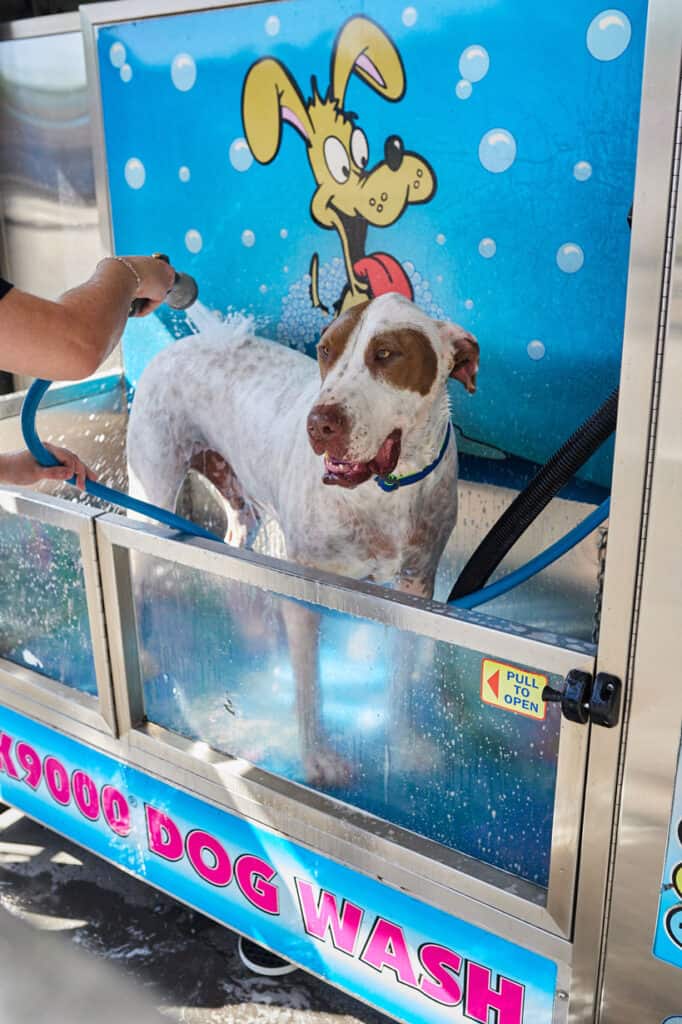 Dog Wash - Car Lovers Express
